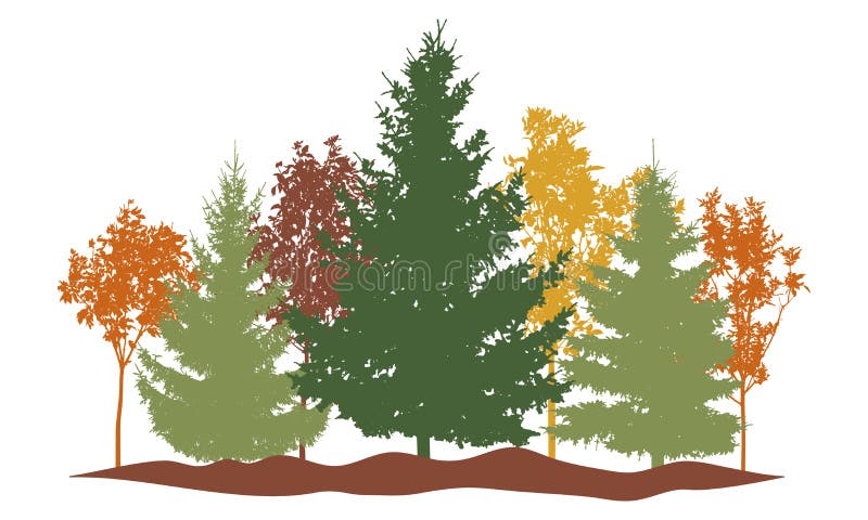 Autumn Woodland. Beautiful Ash Trees and Spruce Trees. Vector ...