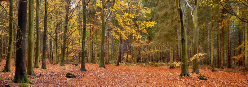 Autumn Woodland Panoramic Scene Stock Photo - Image of november ...