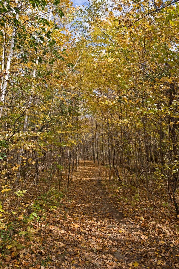Autumn woods stock image. Image of forest, hiking, woods - 2178197