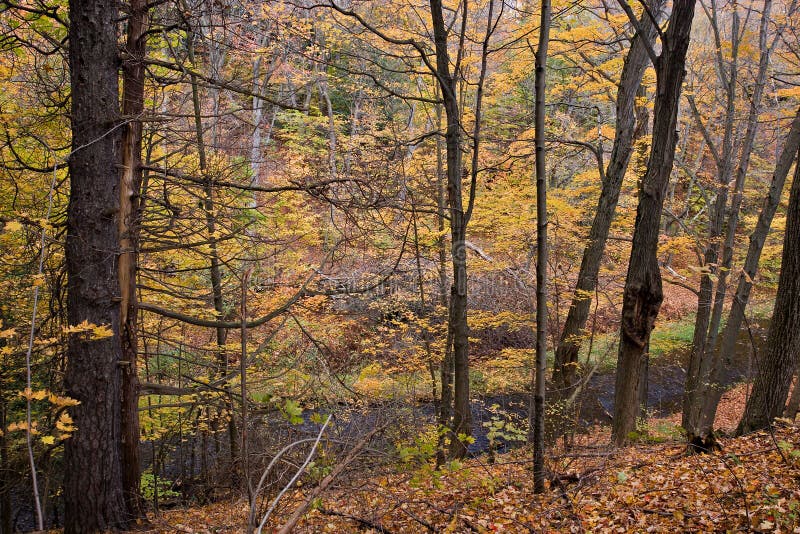 Autumn woods stock image. Image of forest, hiking, woods - 2178197