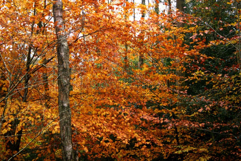 Autumn woods stock photo. Image of wood, orange, golden - 7505568