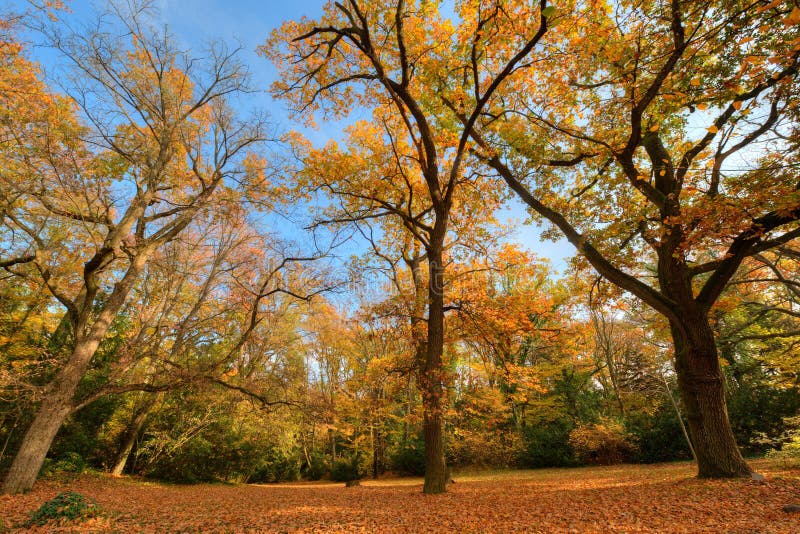 Forest in Early Fall stock image. Image of color, scene - 7135339