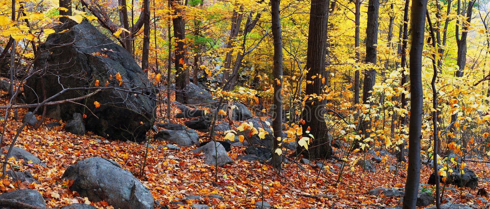Autumn woods and creek stock image. Image of color, foliage - 16696717