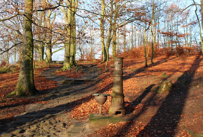 Autumn in the Woods stock photo. Image of woods, nature - 61315600