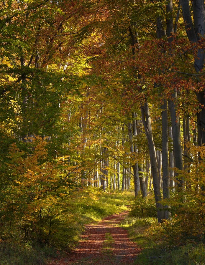 Autumn in the Woods stock photo. Image of natural, colours - 34494074