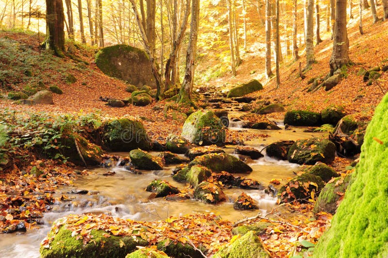 Autumn in the Woods by the River Stock Image - Image of forests, creeks ...