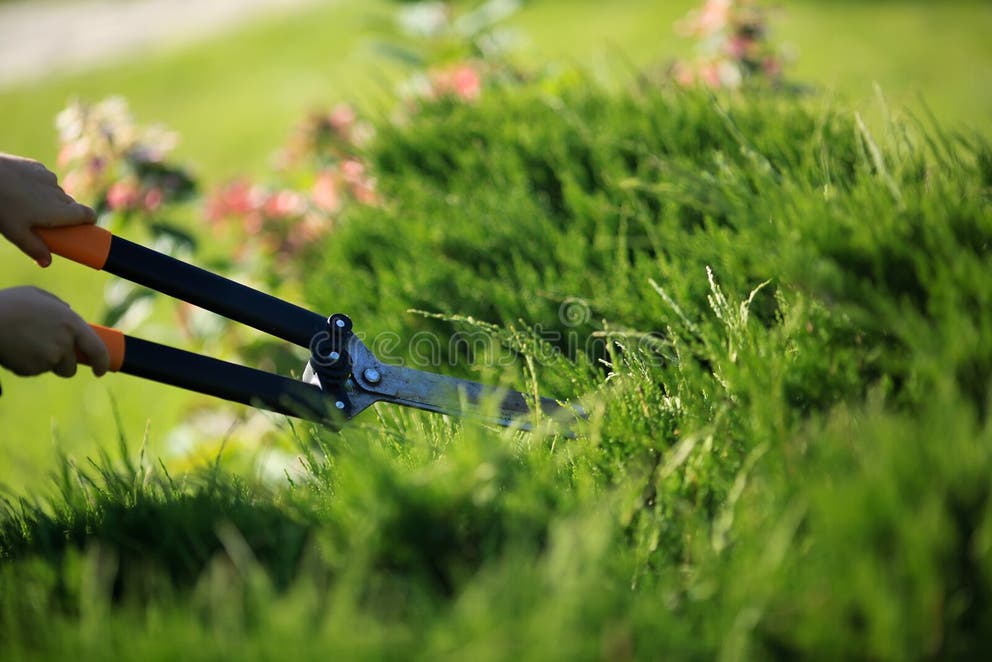 Autumn Work in the Garden. Shearing of the Juniper with Shears. Soft ...