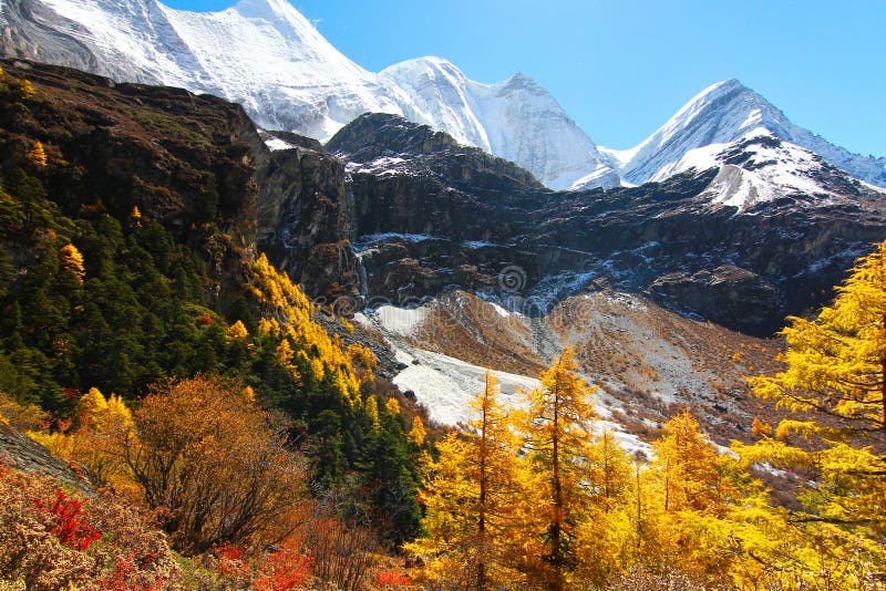 The Autumn at Yading Nature Reserve in Daocheng County ,China Stock ...
