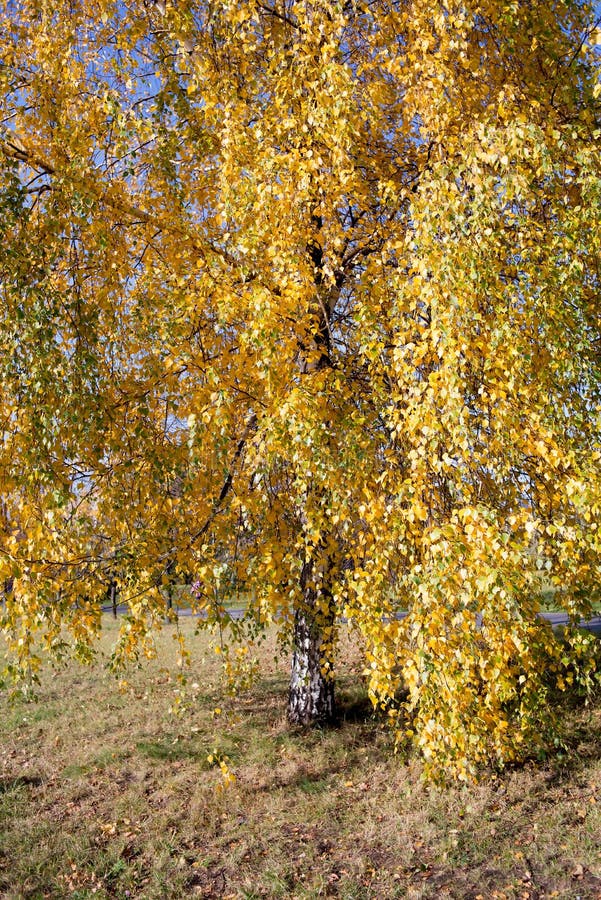 Autumn Yellow Birch Leaves, Background. October Stock Photo - Image of ...