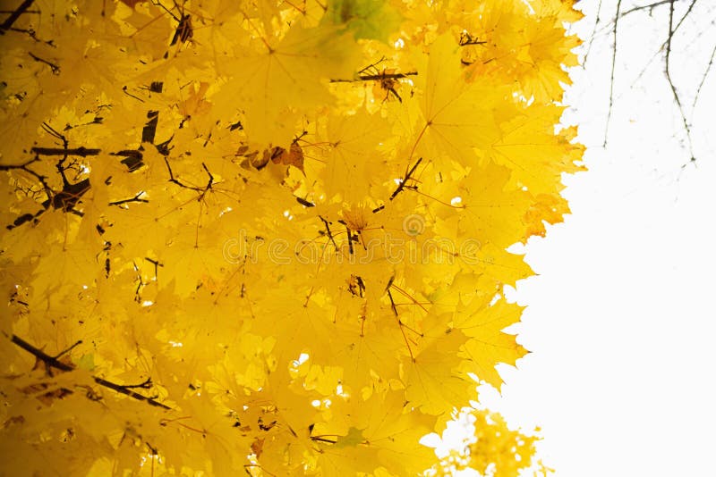 Autumn Yellow Color Tree, Orange Foliage in Fall Forest. Stock Photo ...