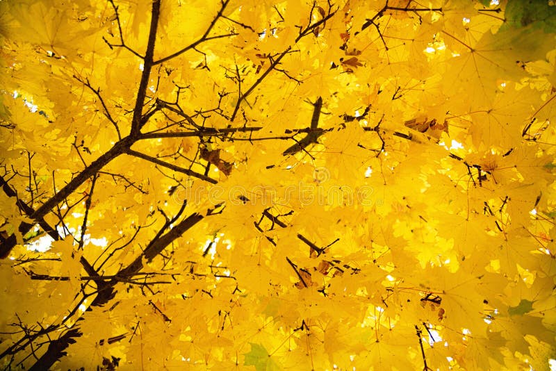 Autumn Yellow Color Tree, Orange Foliage in Fall Forest. Stock Image ...