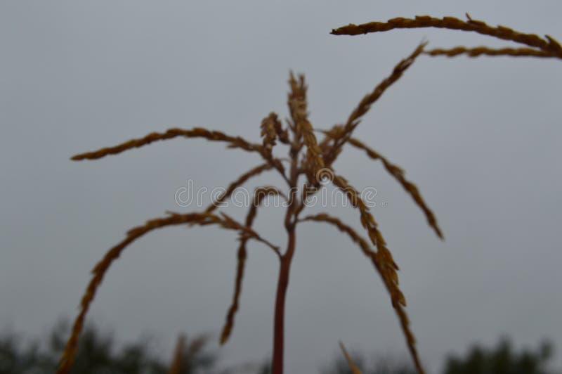 Autumn Yellow Corn Dries on the Field Stock Photo - Image of dries ...