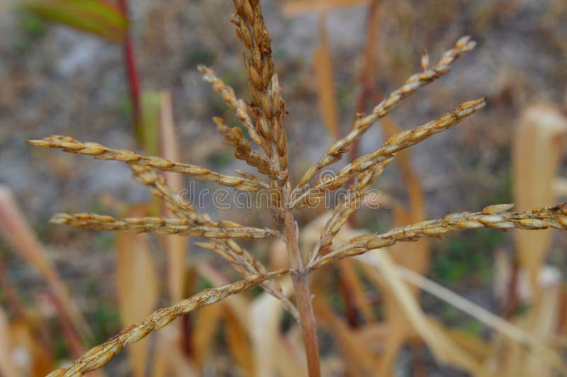 Autumn Yellow Corn Dries on the Field Stock Photo - Image of farming ...