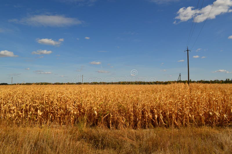 Autumn Yellow Corn Dries on the Field Stock Image - Image of plant ...