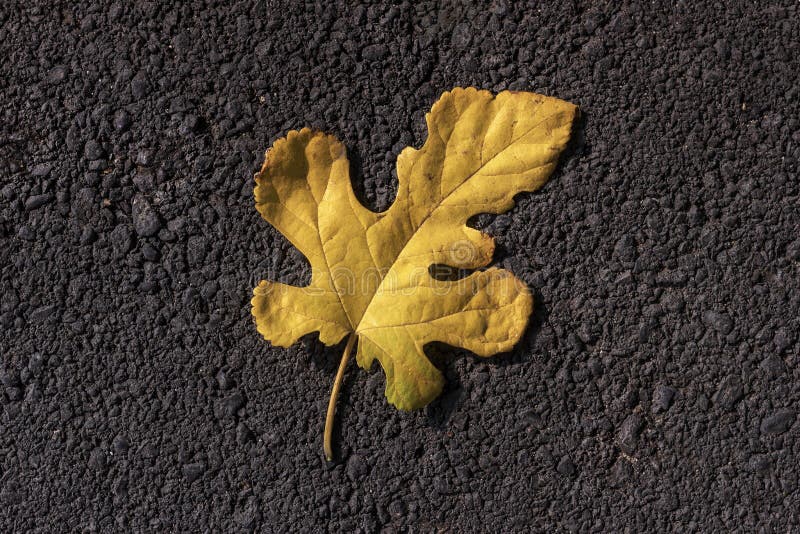 Autumn Yellow Fallen Leaf on a Black Asphalt. Stock Image - Image of ...