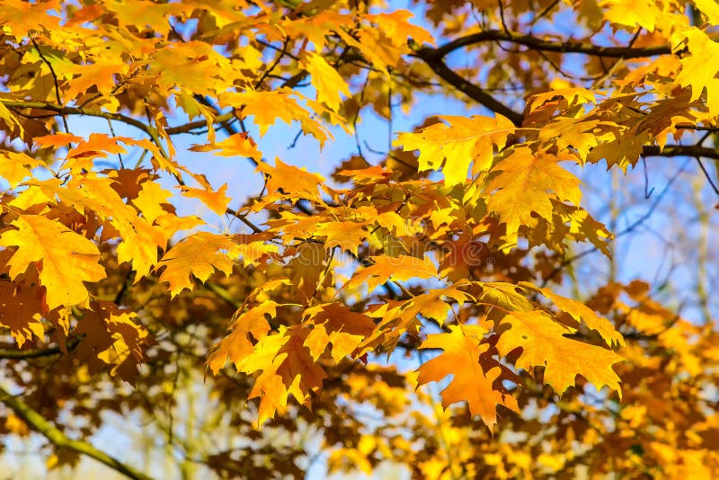 Autumn Yellow Foliage of Oak Tree Stock Photo - Image of branch, light ...