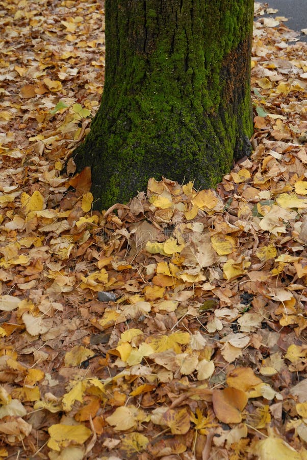 Fallen Yellow Leaves Under a Tree at Lecco Town Stock Image - Image of ...