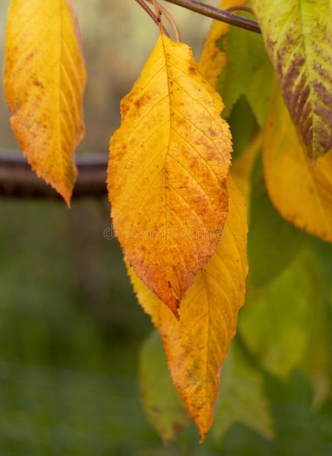 Autumn Yellow Gradient Leaf of the Cherry Tree Close-up Stock Image ...