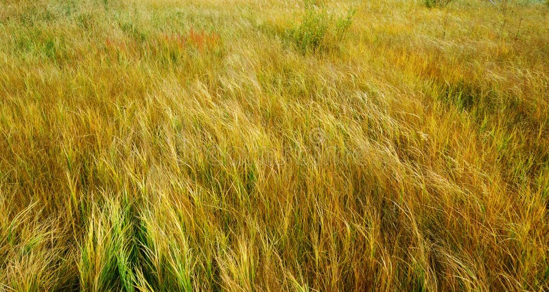 Autumn yellow grass stock image. Image of rural, land - 24840141