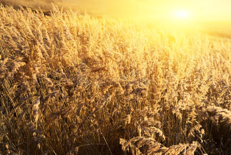 Autumn yellow grass stock photo. Image of light, natural - 7129818