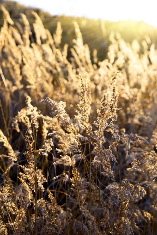 Autumn yellow grass stock photo. Image of orange, season - 7129858