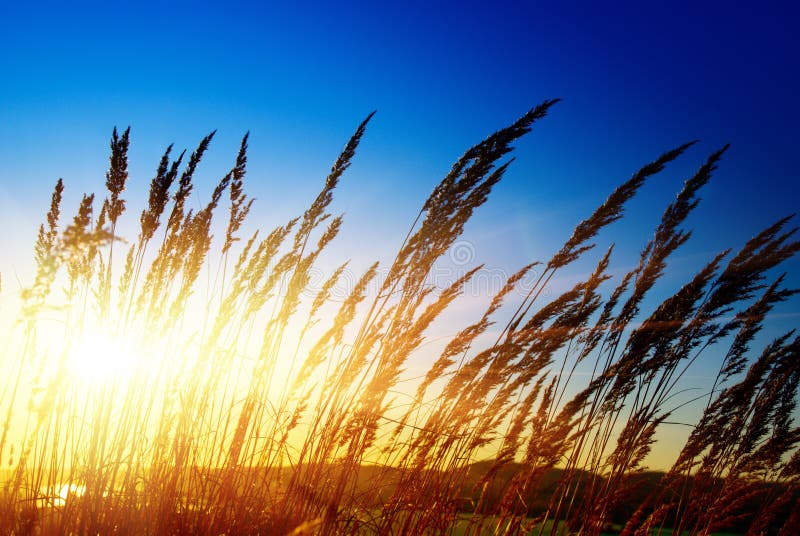 Yellow Grass Meadow with Mountain Peak on the Torres Del Paine Hike in ...