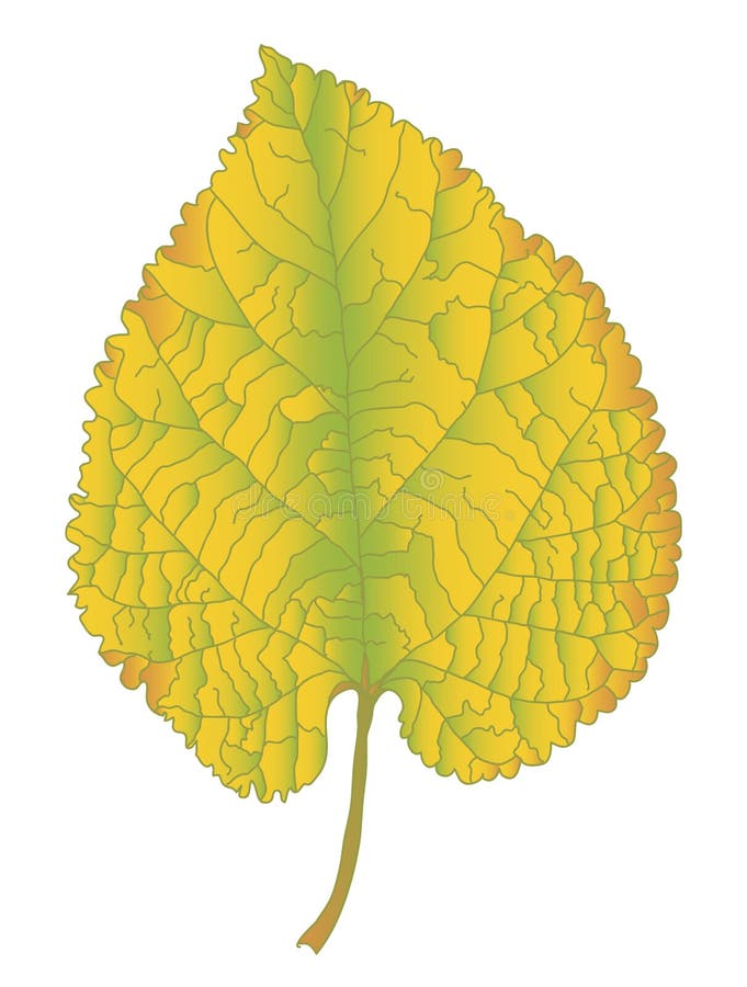 Autumn Yellow Maple Leaf Season Nature Color Plant Foliage Bright ...