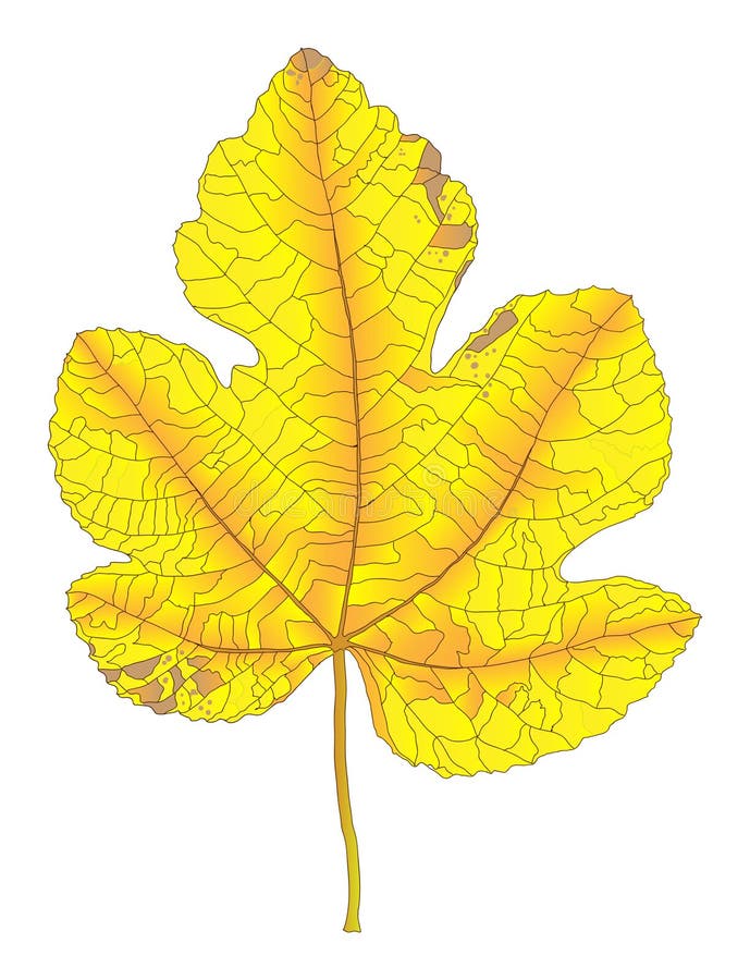 Autumn Yellow Maple Leaf Season Nature Color Plant Foliage Bright ...