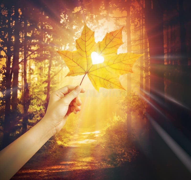 Love Autumn Background, Heart Shape Leaf Stock Photo - Image of hold ...