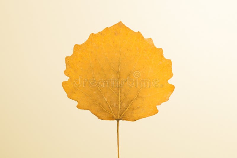 Single Yellow Leaf Isolated on White Background Stock Image - Image of ...