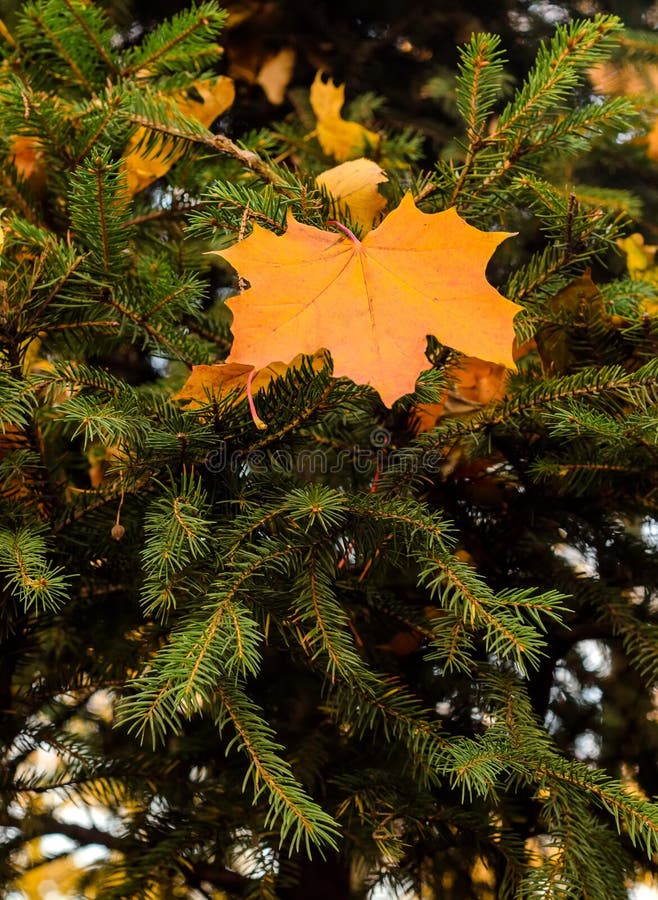 Autumn Yellow Leaf on Spruce Green Tree Stock Photo - Image of botany ...