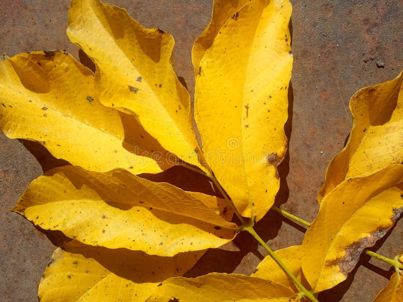 Autumn Yellow Leaf of Walnut Tree Stock Image - Image of background ...
