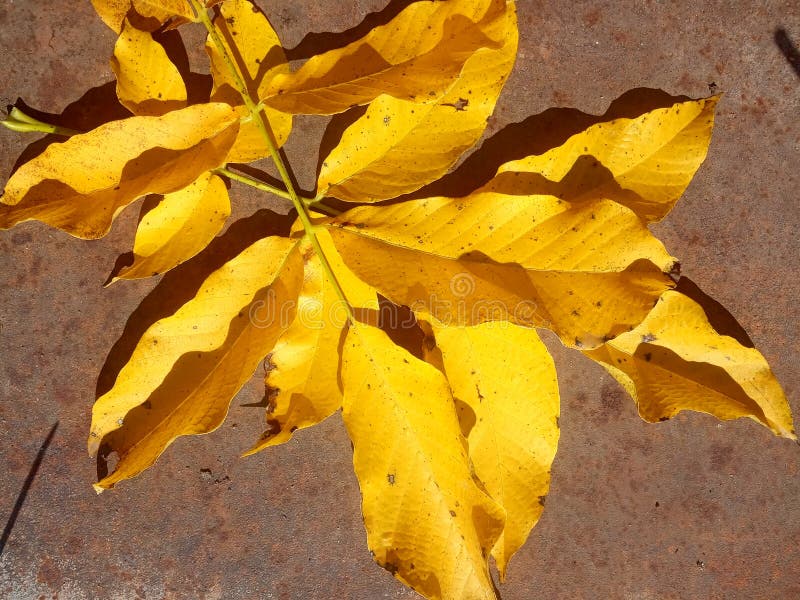Autumn Yellow Leaf of Walnut Tree Stock Photo - Image of flora, autumn ...