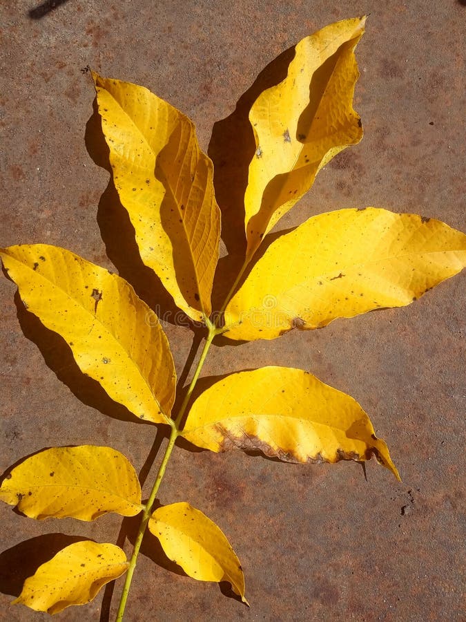 Autumn Yellow Leaf of Walnut Tree Stock Photo - Image of tree ...