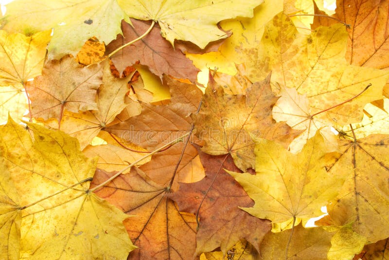 Autumn Yellow Leaves Picture. Image: 16534031