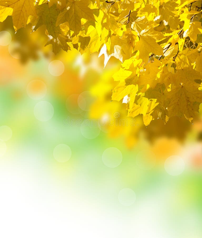 Autumn yellow leaves stock photo. Image of background - 20951710