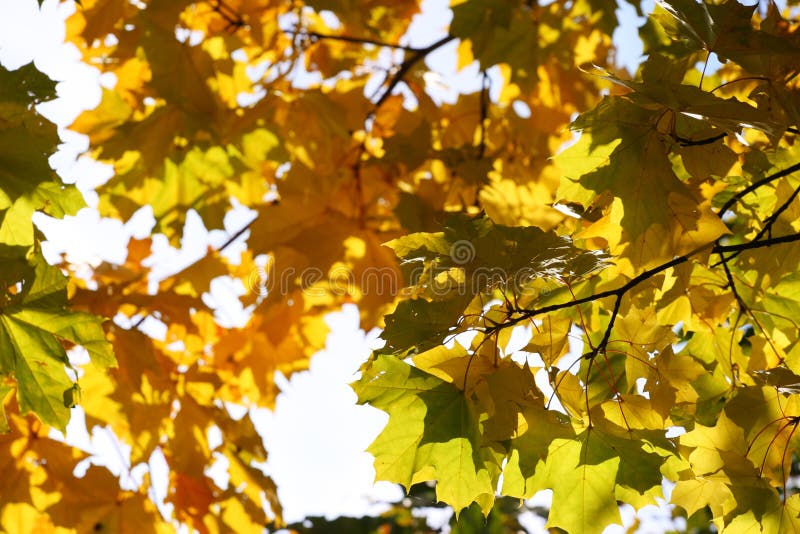 Autumn Yellow Leaves Picture. Image: 6540926