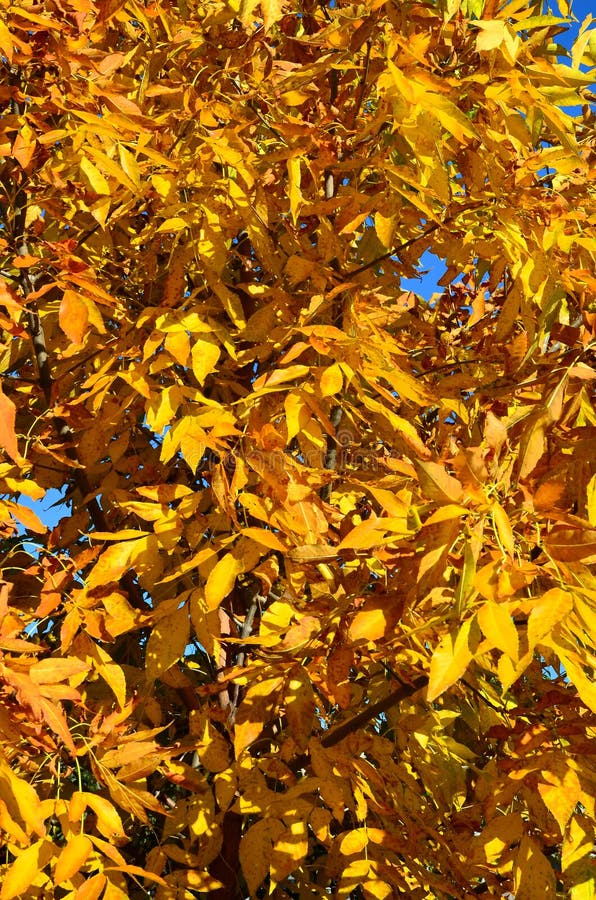 Autumn Yellow Leaves of Ash Maple. Stock Photo - Image of forest ...