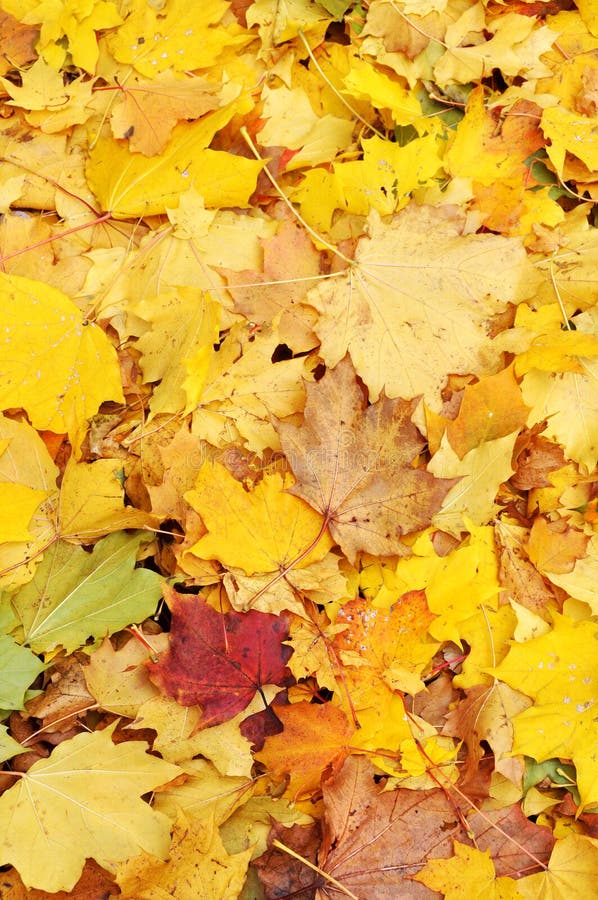 Autumn yellow leaves stock image. Image of beauty, design - 42102185