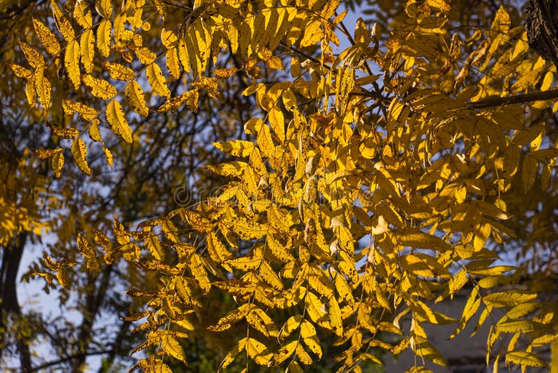 Autumn Yellow leaves stock photo. Image of background - 61521280