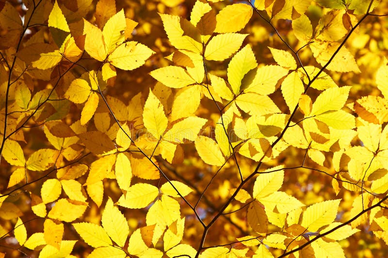 Autumn Yellow Leaves Background Stock Photo - Image of park, garden ...