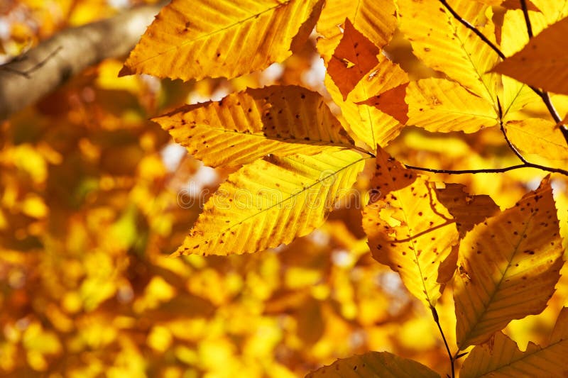 Autumn Yellow Leaves Background Stock Photo - Image of growth, plant ...