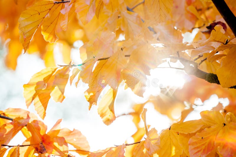 Autumn yellow leaves stock image. Image of light, sunlight - 80632929