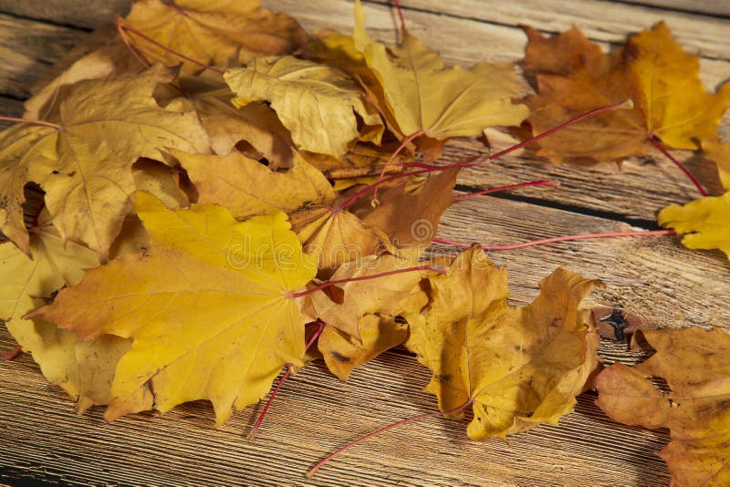 Autumn Yellow Leaves of Canadian Maple. the Background of Yellow Leaves ...