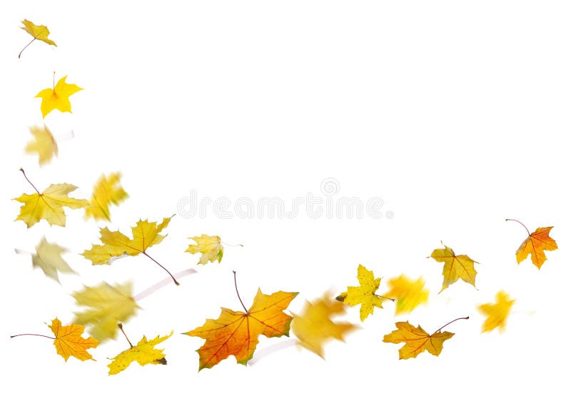Autumn Yellow Leaves Falling Stock Image - Image of flying, isolated ...