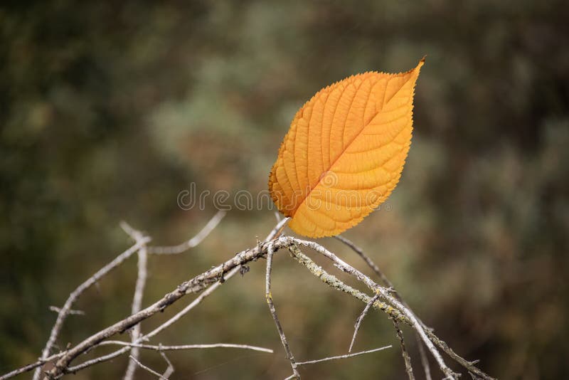 Autumn Yellow Leaves in Autumn Park. Fall Background with Leaf in Sun ...