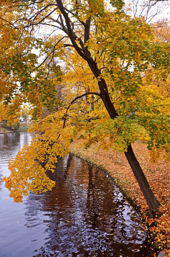 Autumn yellow leaves stock photo. Image of autumnal, brown - 42102192