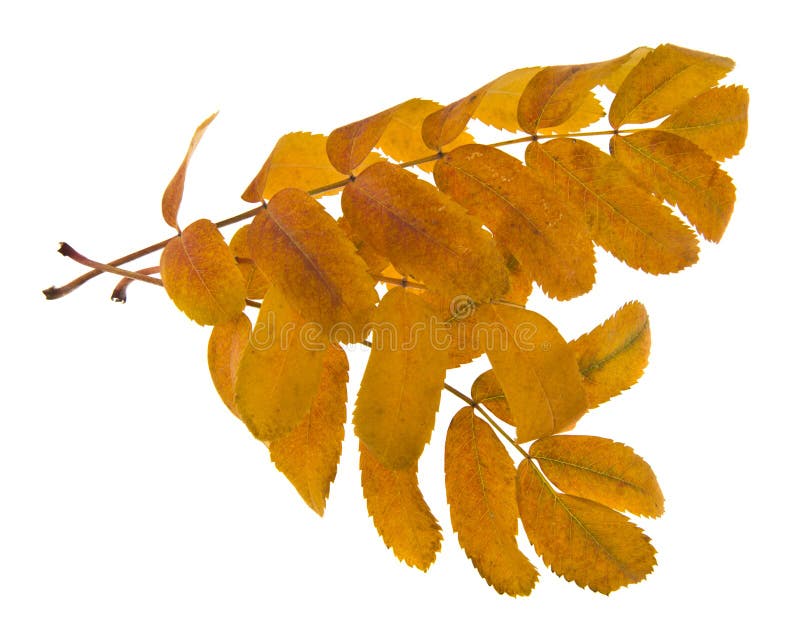 Autumn Yellow Leaves of Rowan Isolated on White Background Stock Image ...