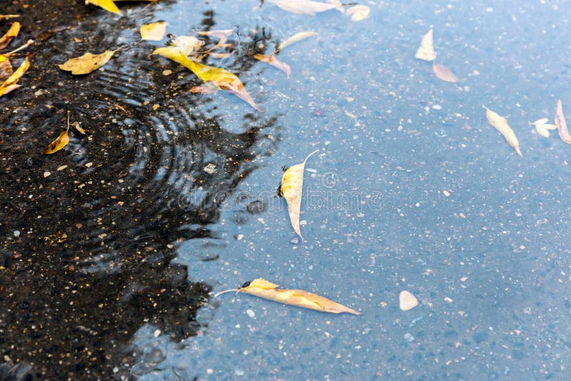 Autumn Yellow Leaves in Water Puddle with Ripples Stock Image - Image ...
