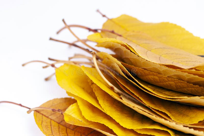 Autumn Yellow Leaves on White Background Stock Image - Image of copy ...